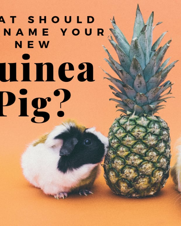72 Cute And Funny Guinea Pig Names PetHelpful By Fellow Animal Lovers And Experts 72-cute-and-funny-guinea-pig-names-pethelpful-by-fellow-animal-lovers-and-experts