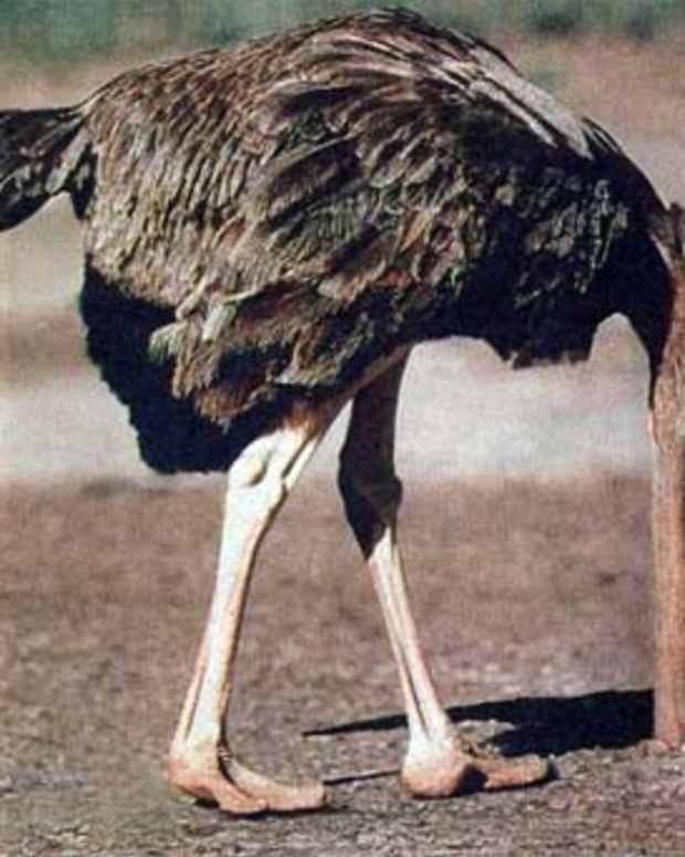 Cooperative Behaviour in Animals - Owlcation - Education