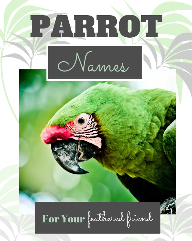 How To Set Up A Bird Cage For A Cockatiel Parakeet Or Parrot how-to-set-up-a-bird-cage-for-a-cockatiel-parakeet-or-parrot