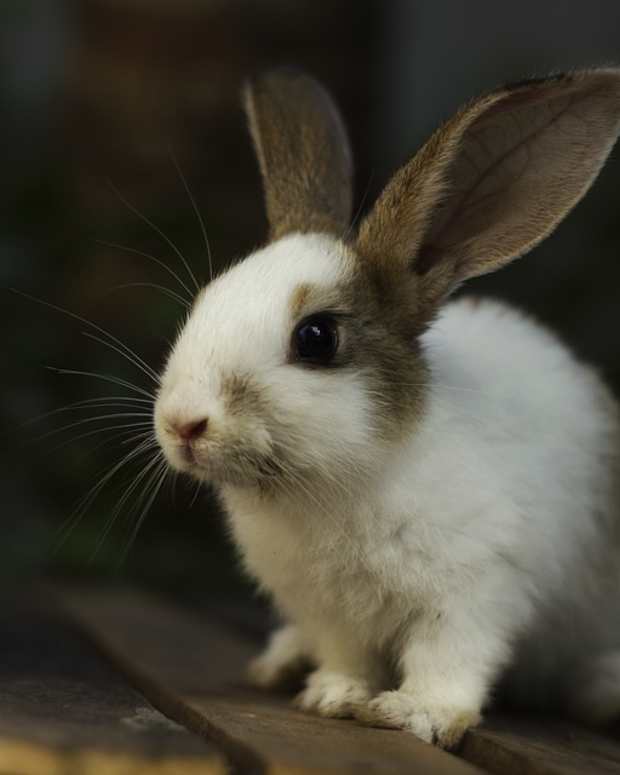 How to Groom Your Rabbit: A Complete Guide - PetHelpful - By fellow ...