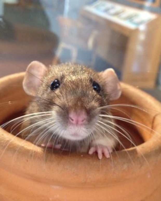 Naked Mole-Rats: Strange Discoveries About a Fascinating Animal ...