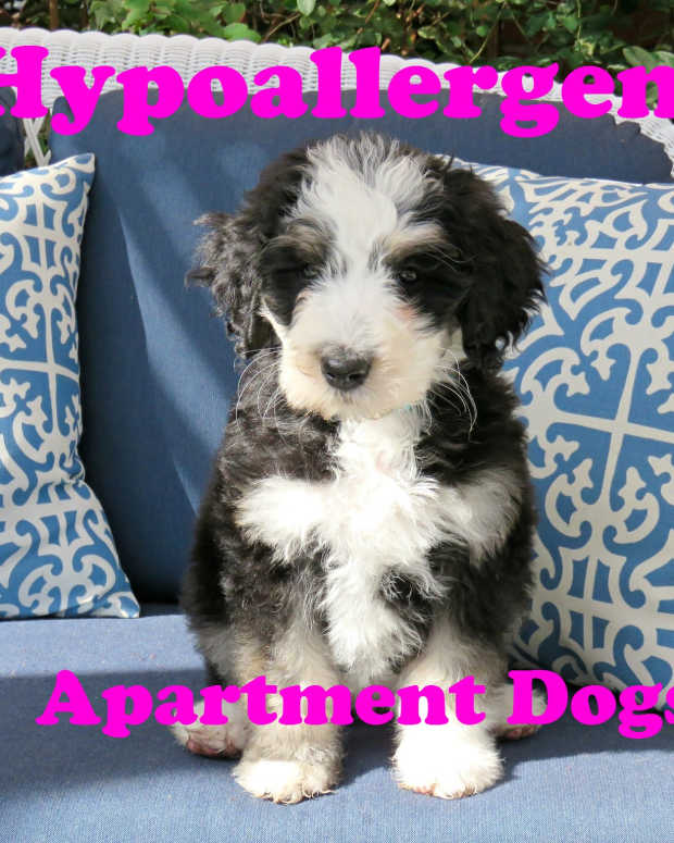 Best Medium-Sized Guard Dog Breeds - PetHelpful - By fellow animal ...