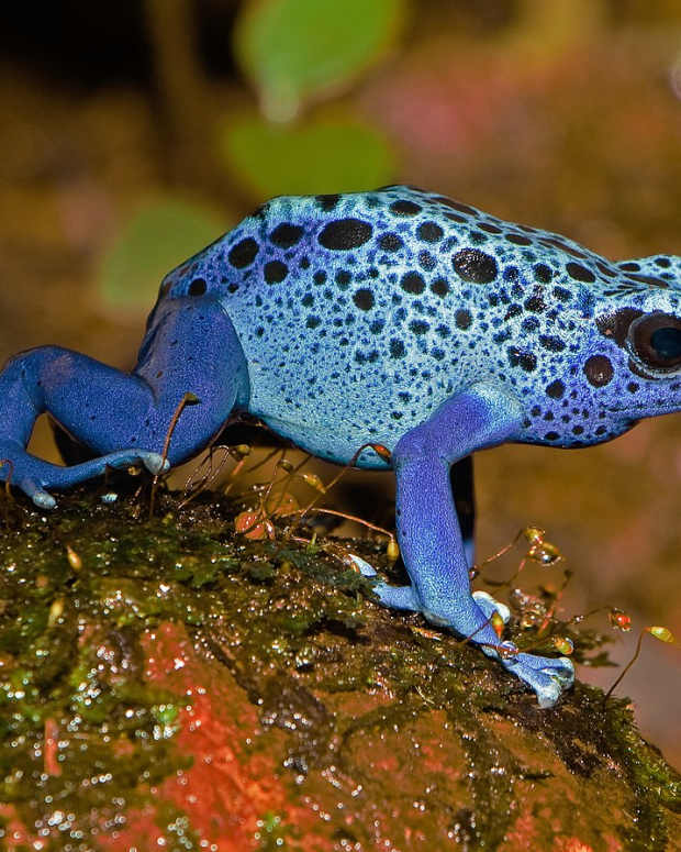 A Knot of Frog Facts - Owlcation - Education