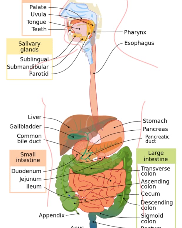 How the Rabbit Digestive System Works - Owlcation - Education