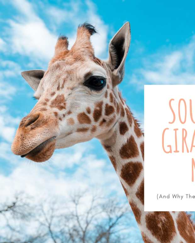 What Sound Does a Giraffe Make? - Owlcation - Education