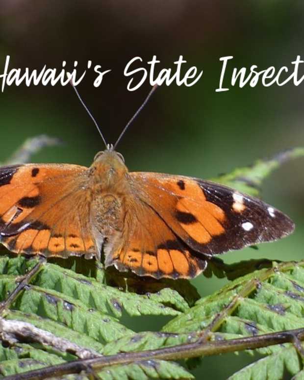 The Role of the Sea in "Riders to the Sea" by J.M.Synge - Owlcation ...