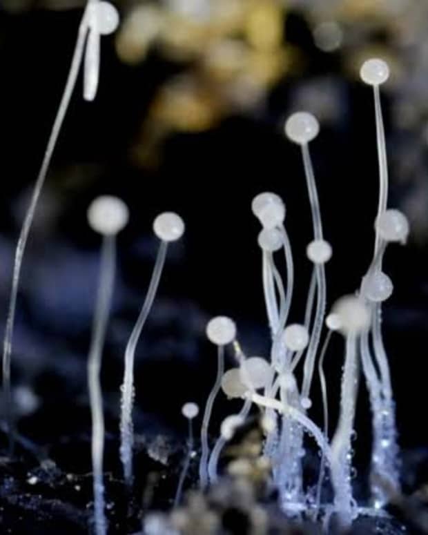 My Experience With the Jazzercise "Know More Diet" - HubPages