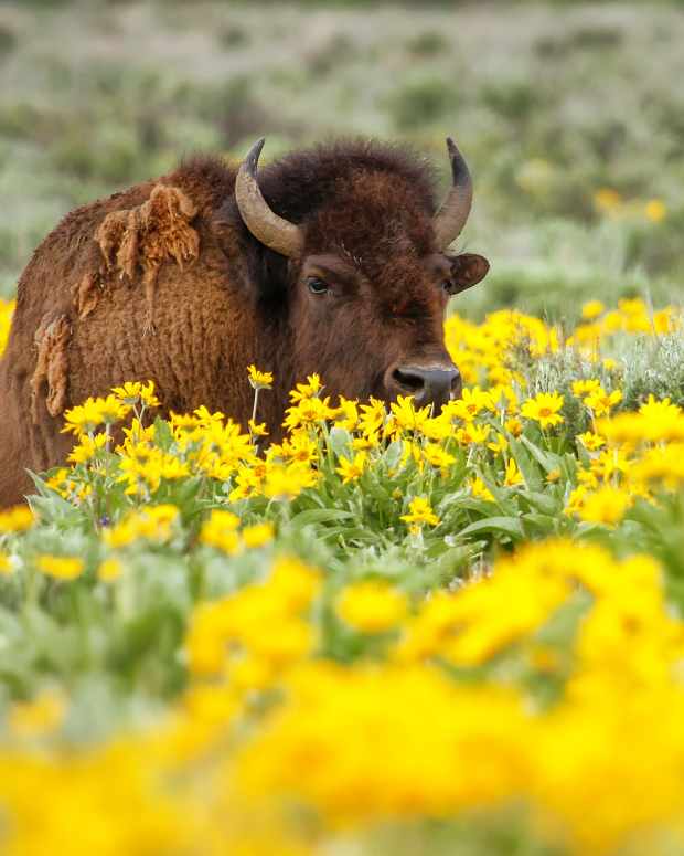Bison Totally Runs Tourists Right off the Road at Yellowstone ...