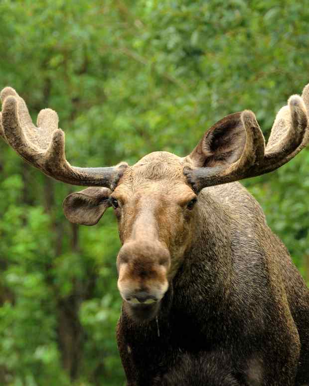Rare Footage of Moose Galloping at Full Speed Is Truly Incredible ...