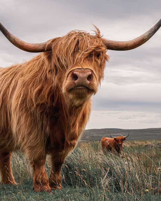 Beautiful Airbnb in British Columbia Comes with Adorable Highland Cows ...
