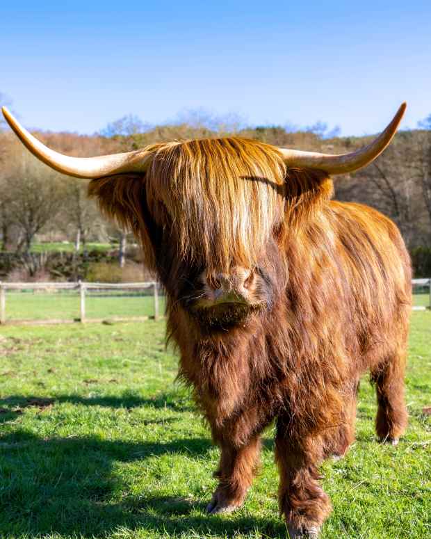 Beautiful Airbnb in British Columbia Comes with Adorable Highland Cows ...