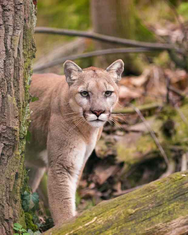 Rare Footage of Moose Galloping at Full Speed Is Truly Incredible ...