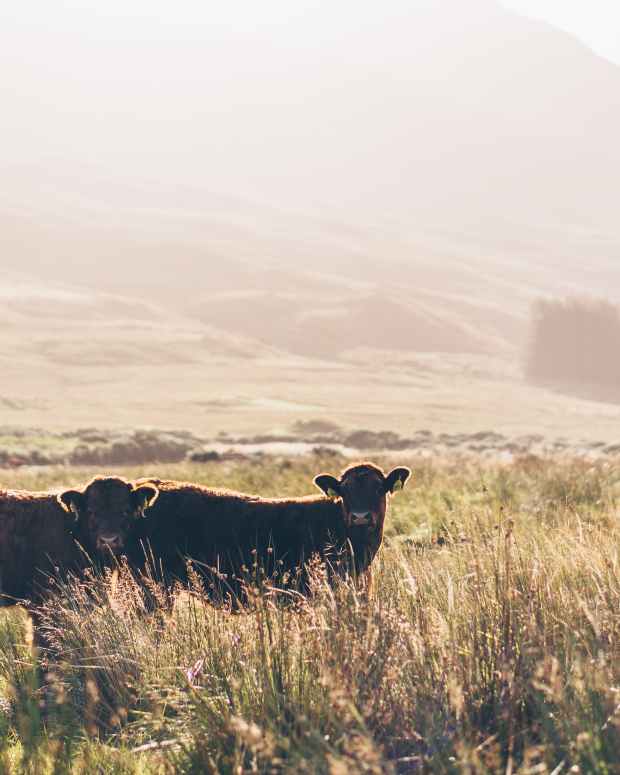 Beautiful Airbnb in British Columbia Comes with Adorable Highland Cows ...