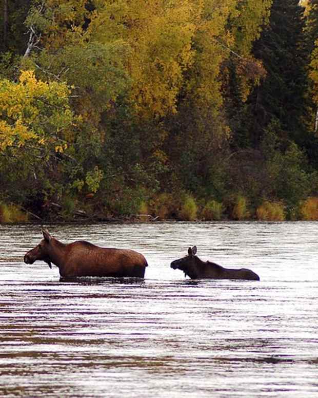 Rare Footage of Moose Galloping at Full Speed Is Truly Incredible ...