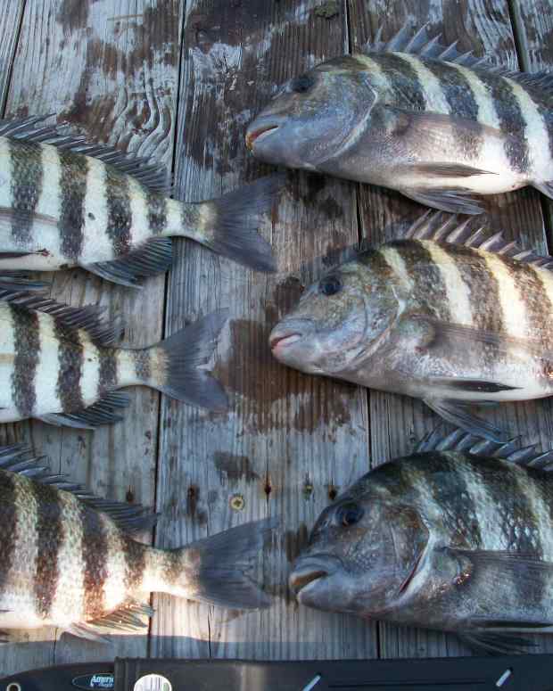 Saltwater Fishing: How to Catch Sheepshead, With Video - SkyAboveUs