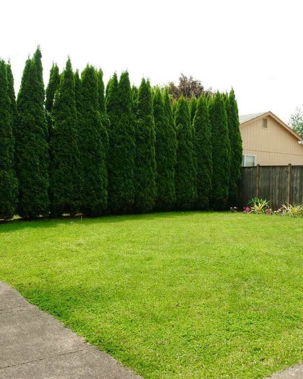 Why Not to Limb up Evergreen Trees - Dengarden - Home and Garden