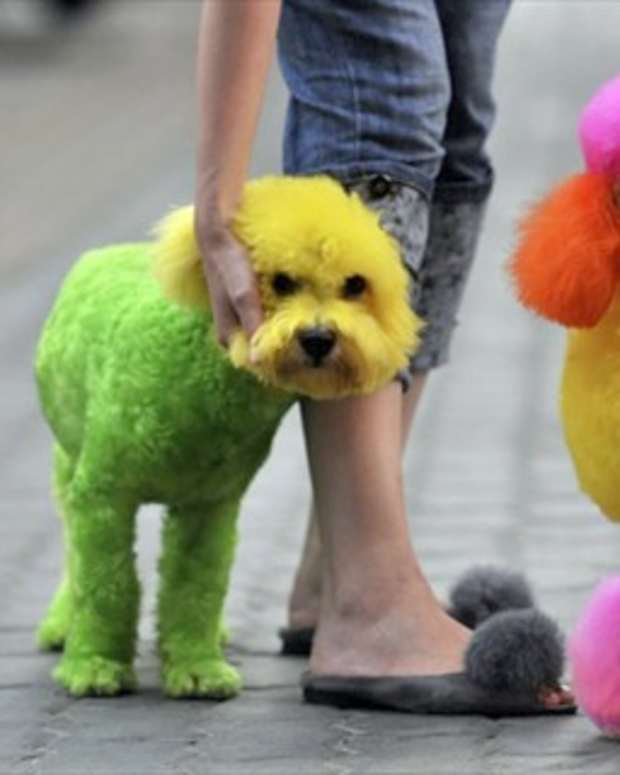 Simple First Aid to Treat Your Dog's Cuts and Small Wounds at Home ...