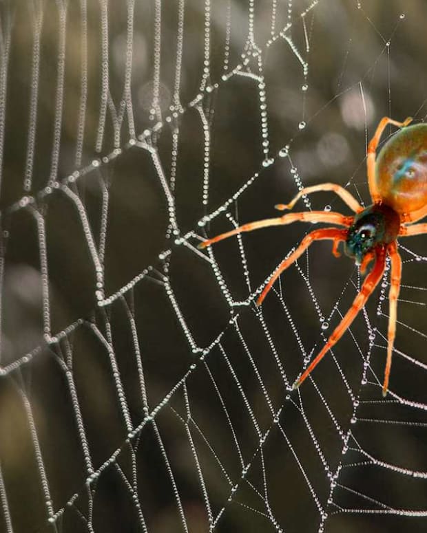 How Many Eyes Does a Spider Have? What Do Spider Eyes Look Like ...