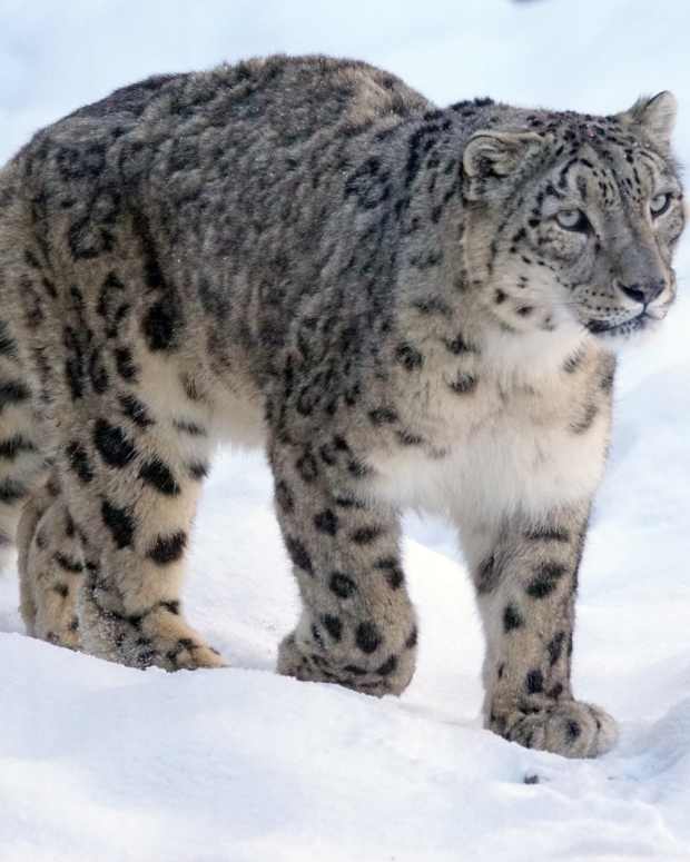 50+ Facts About Snow Leopards - Owlcation - Education