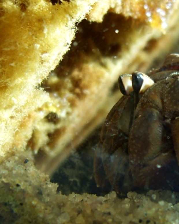 100 Great Ideas For Hermit Crab Names From Bubbles To Wave 100 Great Ideas For Hermit Crab Names From Bubbles To Wave