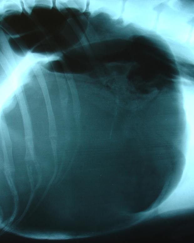 15 Potential Causes of Abdominal Enlargement in Dogs - PetHelpful - By ...