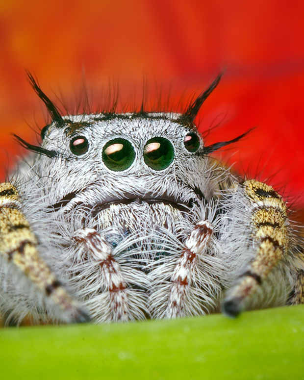 How Many Eyes Does a Spider Have? What Do Spider Eyes Look Like ...
