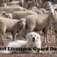 The 5 Best Livestock Guard Dogs for Sheep, Goats, and Other Herds ...