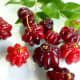 Tropical Taste of Hawaii: The Sublime Surinam Cherry - Dengarden
