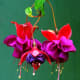 Guide to Fuchsia Fruit - HubPages