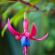 Guide to Fuchsia Fruit - HubPages