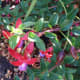 Guide to Fuchsia Fruit - HubPages