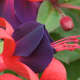 Guide to Fuchsia Fruit - HubPages
