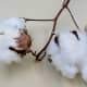 Charles Criner's Art: The Meaning of Cotton Picking - HubPages