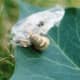 The Vapourer Moth: Wingless Females and Hairy Caterpillars - HubPages