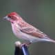 Finches Come in All the Colors of the Rainbow - Owlcation