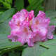 Rhododendron: State Flower of Washington Plus FAQs - HubPages