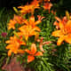 How to Grow Asiatic Lilies - Dengarden