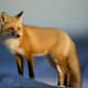 The History Of Fox Hunting. - HubPages
