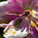 Rose Chafers Are Destructive Pests That Threaten Many Different Plants ...