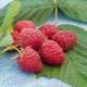 How to Cultivate Raspberries From Planting to Harvest - HubPages