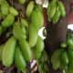 Fruits Found in the Philippines - HubPages