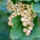 A Complete Guide to Growing Cold-Hardy Currants - HubPages