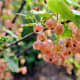 A Complete Guide to Growing Cold-Hardy Currants - HubPages