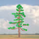 5 Most Common Pine Trees of Michigan - HubPages