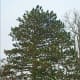 5 Most Common Pine Trees of Michigan - HubPages