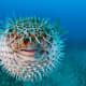 The Fascinating World of Spiny, Spiky Sea Creatures - HubPages