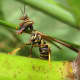 The Intriguing Wasp Mantidfly - HubPages