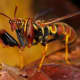 The Intriguing Wasp Mantidfly - HubPages