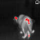 Review of the TESLONG Infrared Thermal Monocular - HubPages