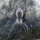 Top 10 Weirdest Spiders in the World (With Honorable Mentions) - HubPages